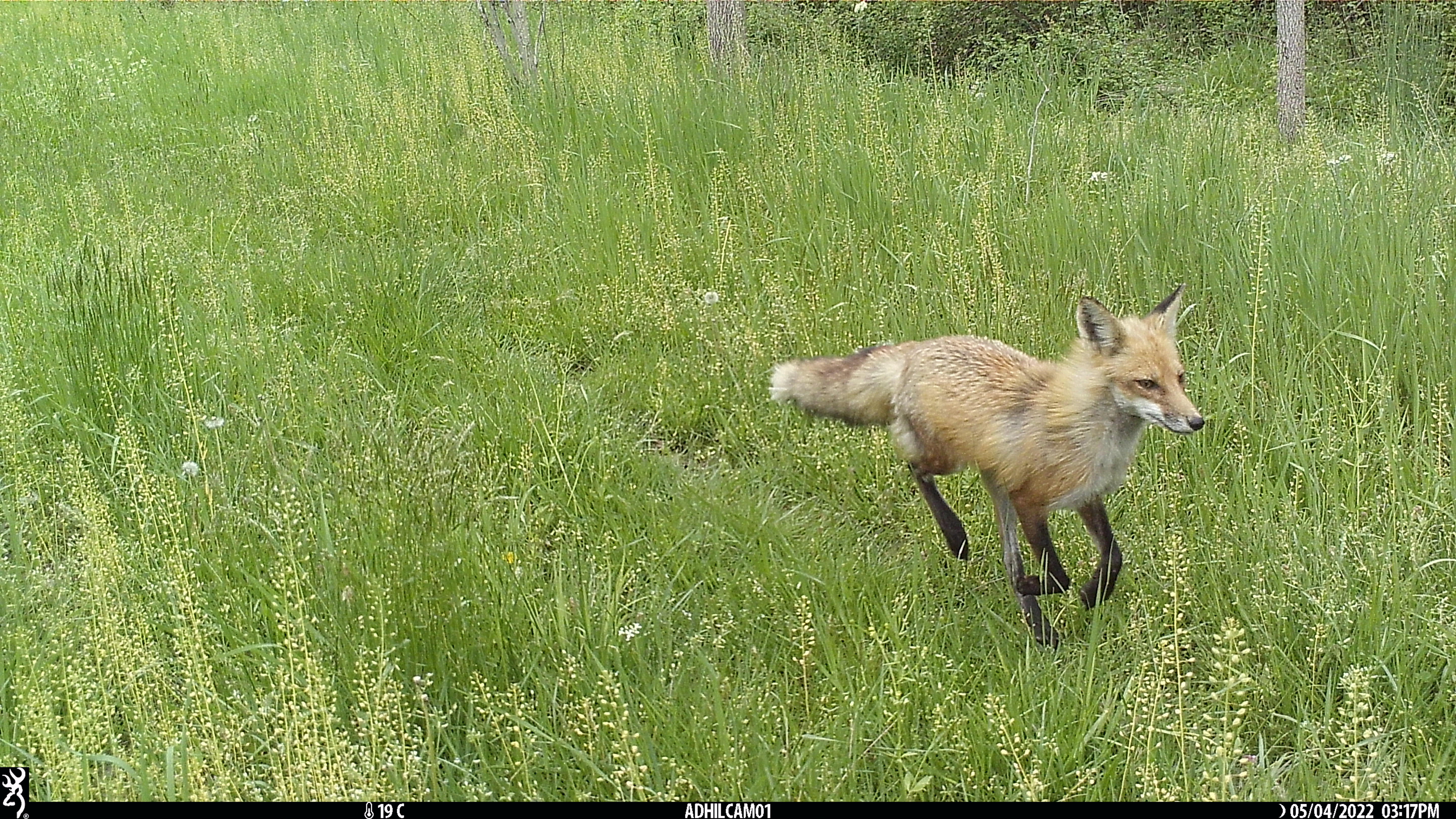 Red Fox – My Appalachian Ohio Trailcams